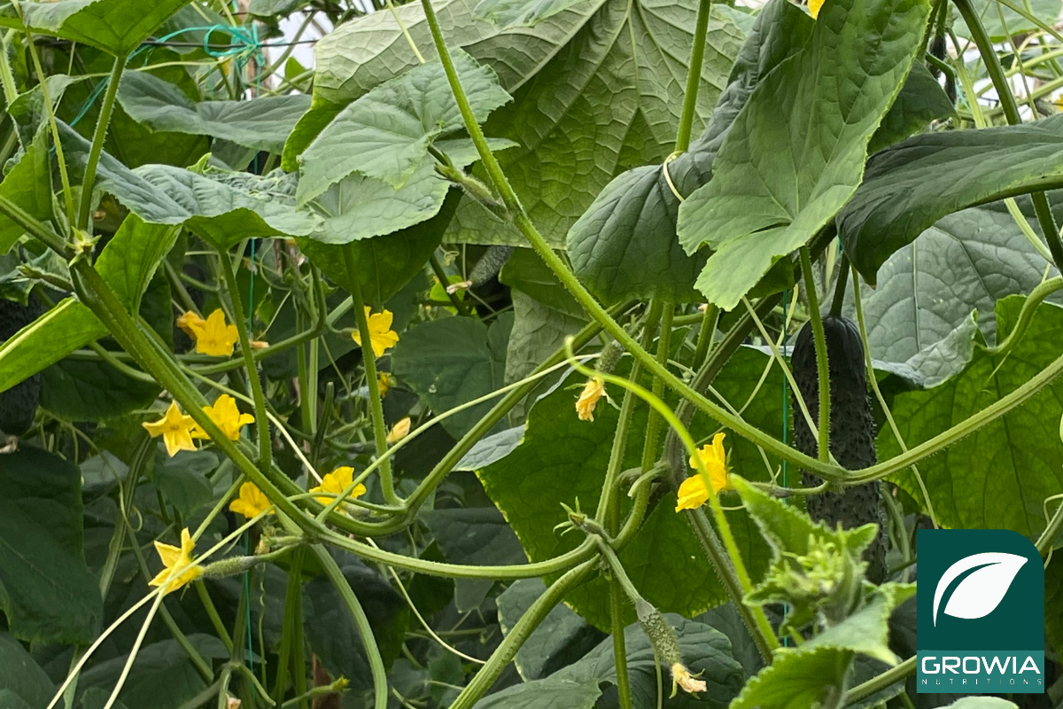 Folicuaje – Growia Nutritions