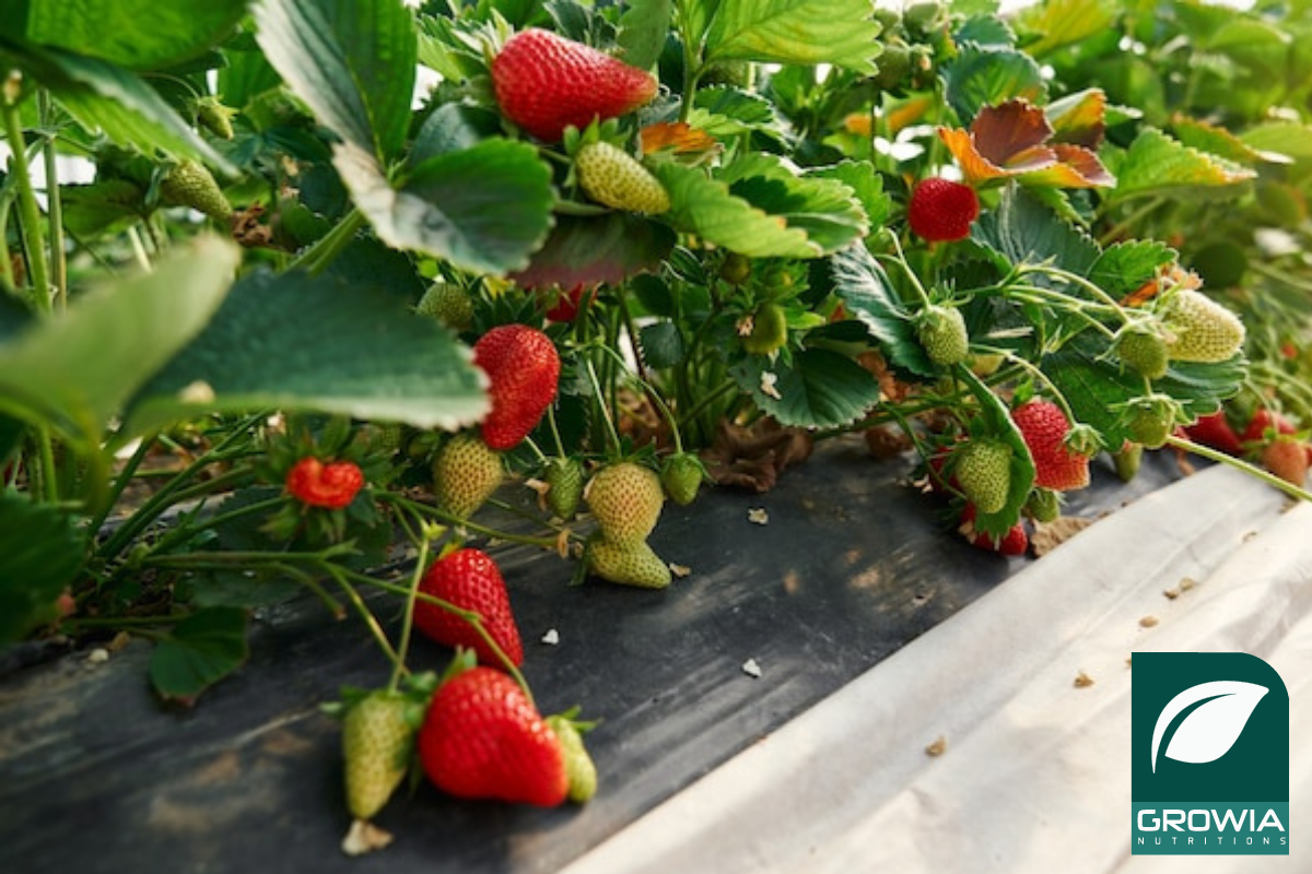 Folicuaje – Growia Nutritions