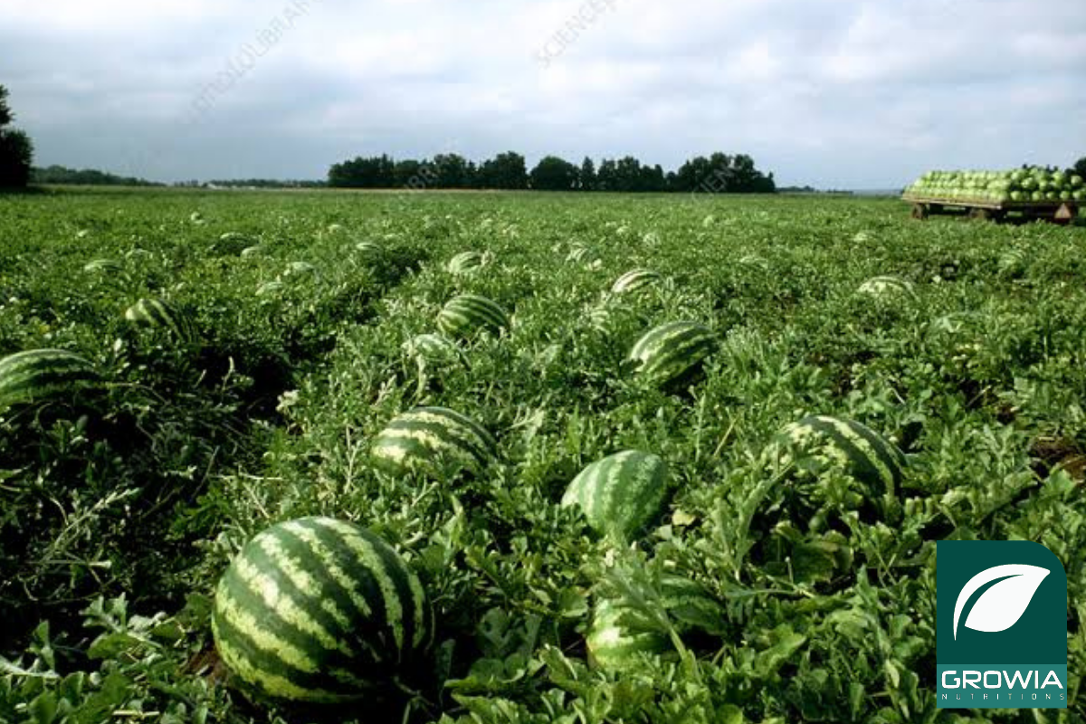 Folicuaje – Growia Nutritions