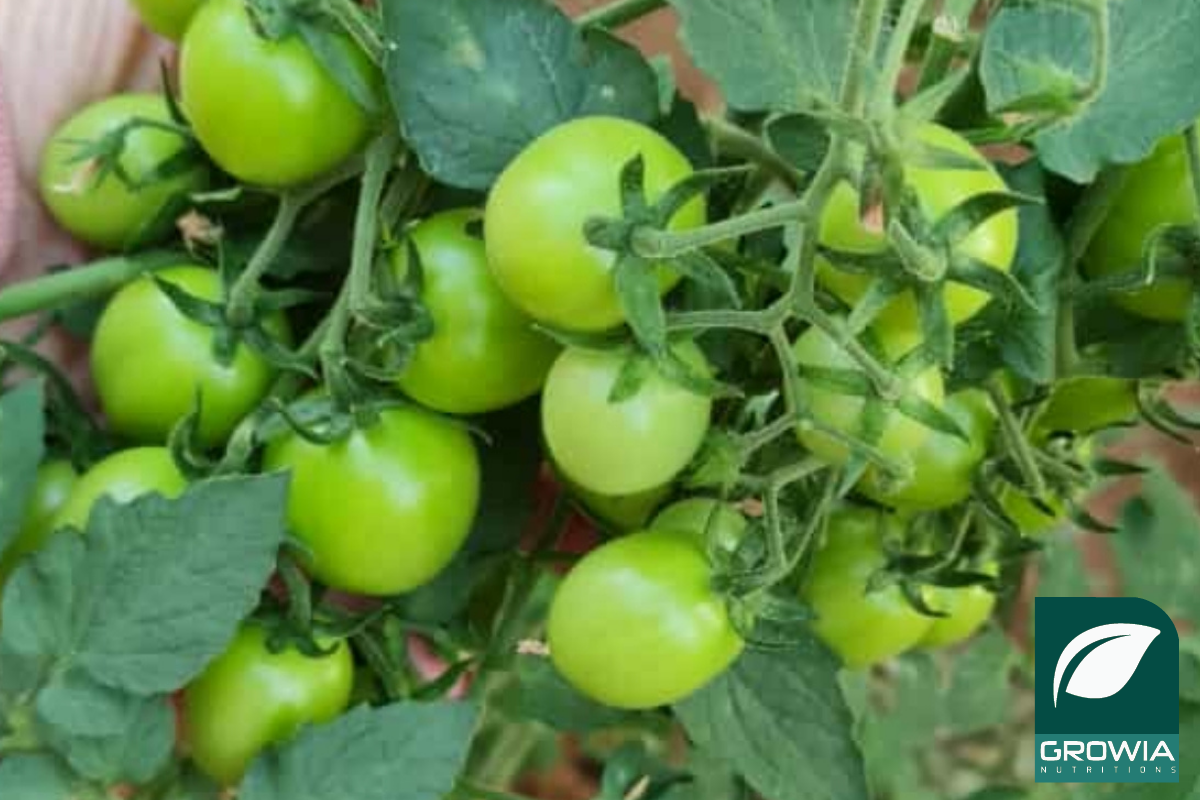 Folicuaje – Growia Nutritions