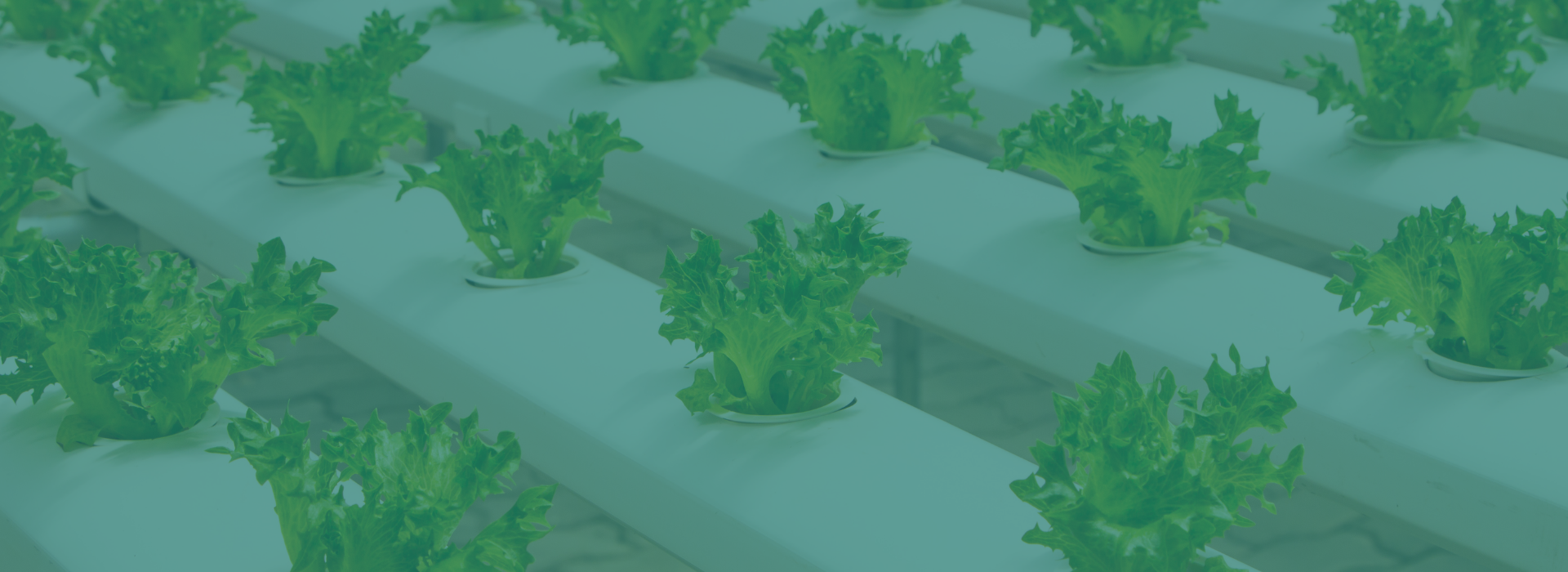 Growia Nutritions – Tecrübemiz ile besliyoruz