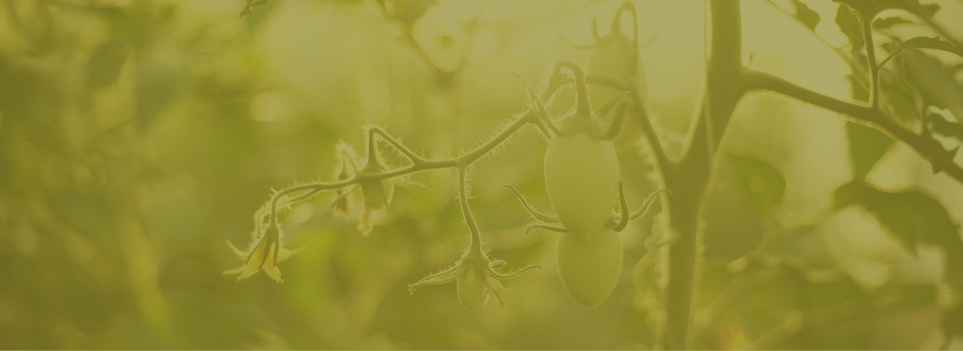 Growia Nutritions – Tecrübemiz ile besliyoruz